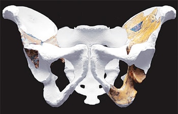 Ancestors had simian looks but human gait! - India Today