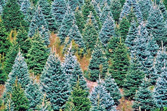 Get perfect Xmas trees this season! - India Today