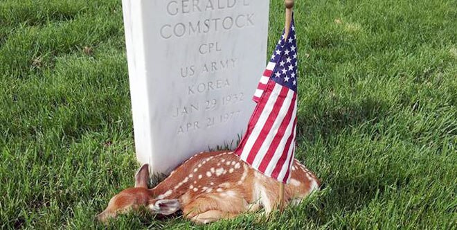 An unusual mourner: A fawn rests on veteran's grave on Memorial Day ...