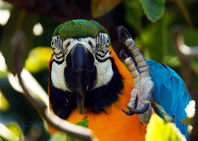 Meet the angry young bird! Ungrateful parrot abuses, bites his rescuer ...