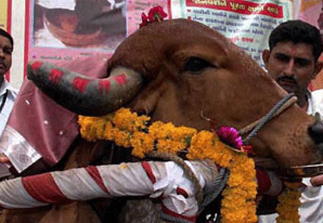 Court orders DNA test on cow to settle ownership dispute - India Today