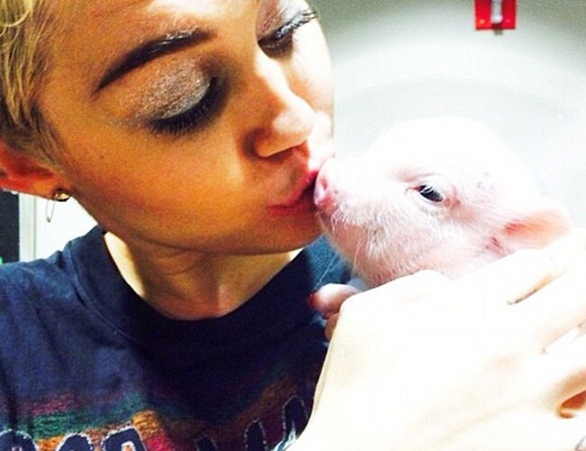 Miley Cyrus shows off new pet piglet Bubba Sue - Movies News