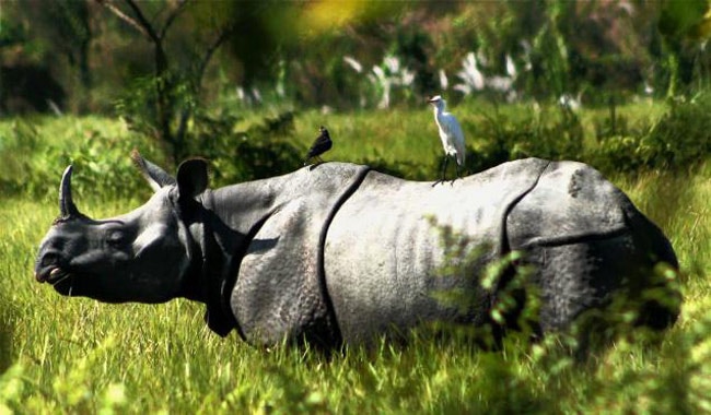 Centre to create Rhino protection force in Assam - India Today