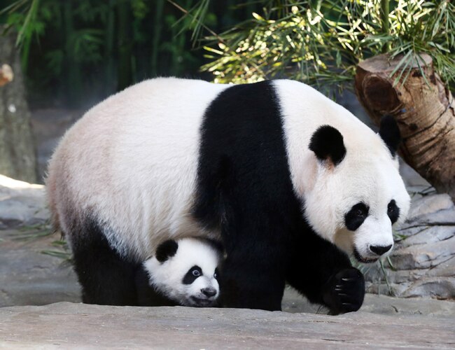 World's only panda triplets reunite with mother - India Today