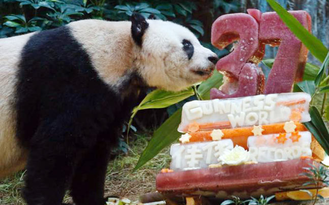 Meet the world's oldest living panda - India Today
