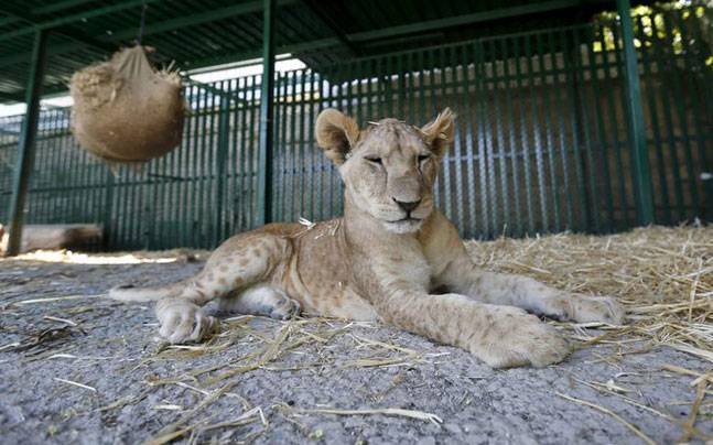 Rival lion kills one of Zimbabwean lion Cecil's cubs - India Today