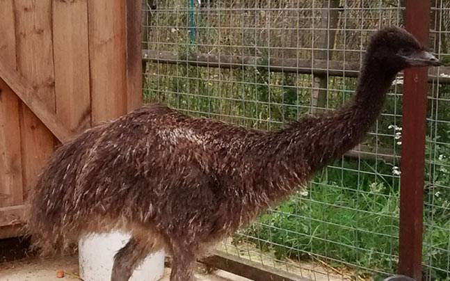 Police hunts for runaway emu in English countryside - India Today