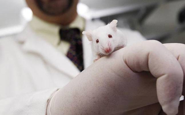 Brainy mice may help treat brain disorders in humans - India Today