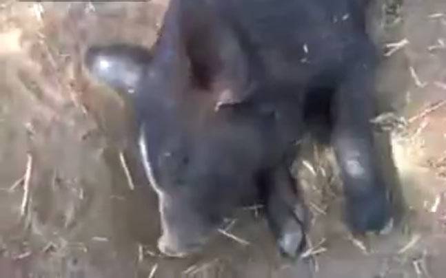 Don't Miss: Academy award performance by a pig - India Today