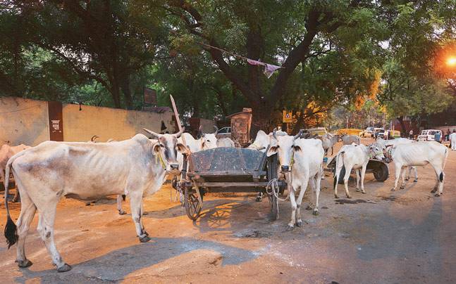 5 govt shelters, but no achhe din for cows - India Today