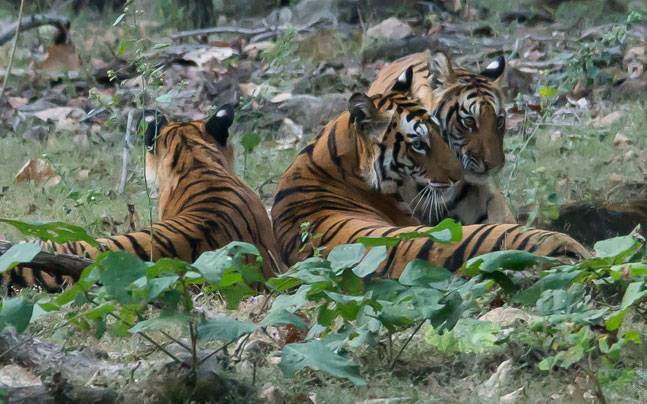 Bandipur is the most visited tiger reserve of 2015 - India Today