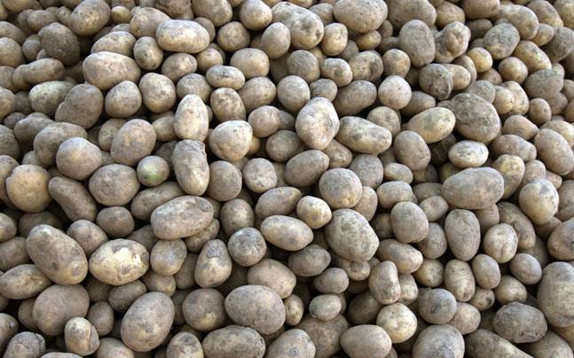 Water likely to be followed by potatoes, on Mars - India Today