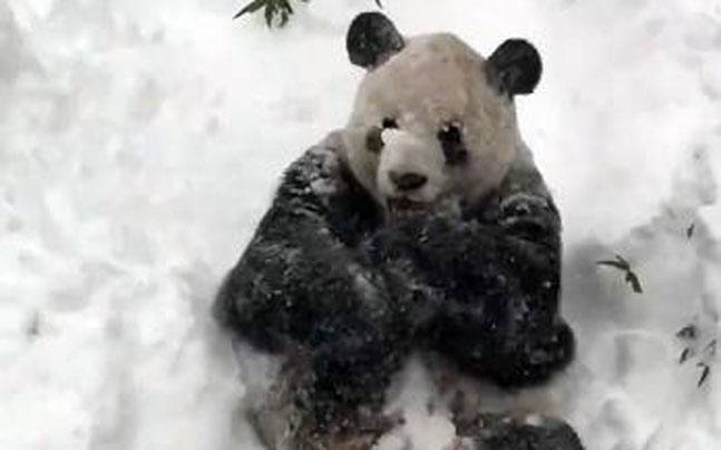 This giant panda going nuts seeing snow will be the cutest video you ...