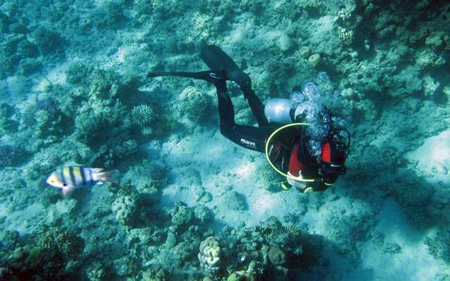 New luminous creatures discovered in the Red Sea - India Today