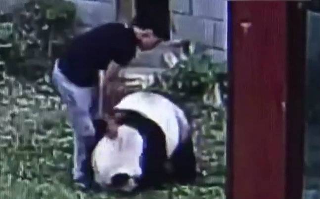 Do not disturb: Panda wrestles with man who entered its enclosure to ...