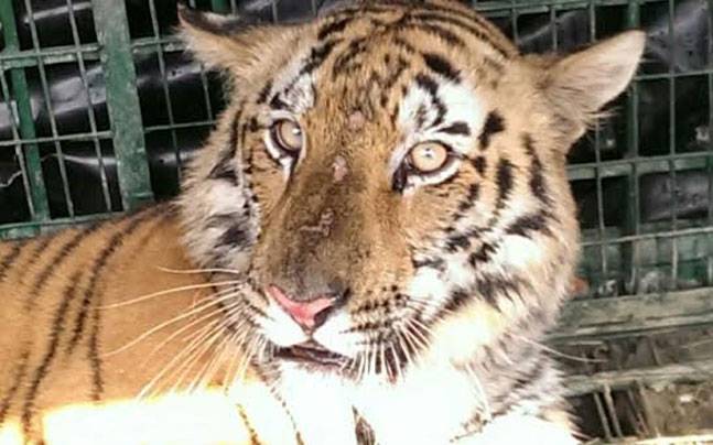 Sundarban tiger enters Bengal village, triggers panic, rescued - India ...