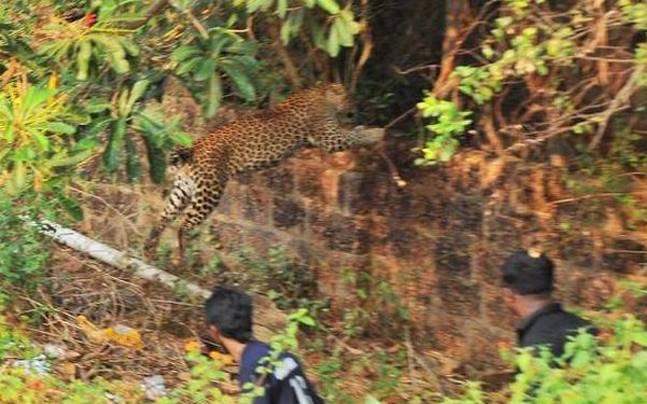 Leopard tranquilised after 7 hour operation, Kannur residents take a sigh of relief - India Today