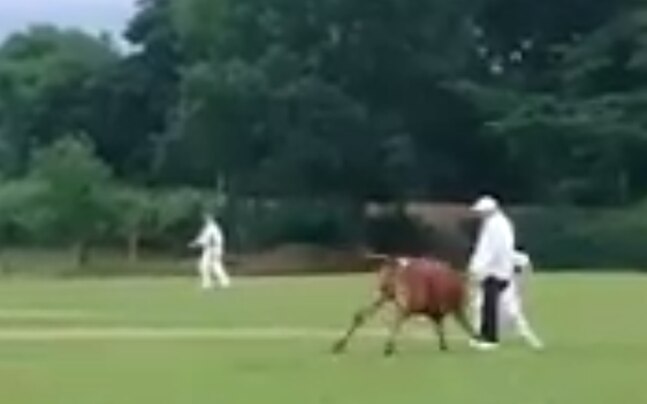 Watch: Angry cow interrupts local cricket match in England, charges at ...