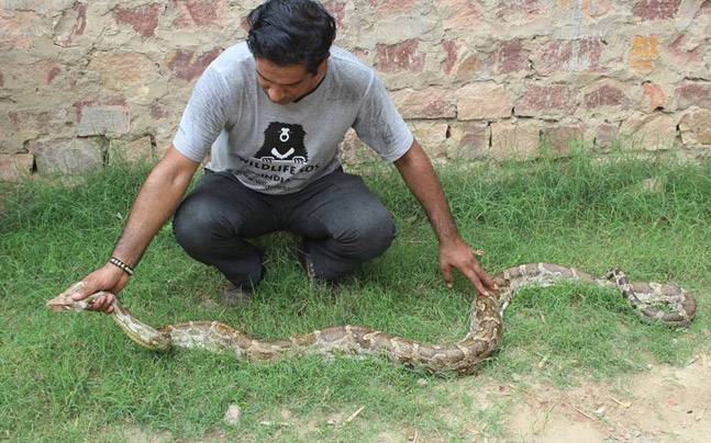 Eight-foot-long python, trapped in an IAF plane in Agra, rescued ...