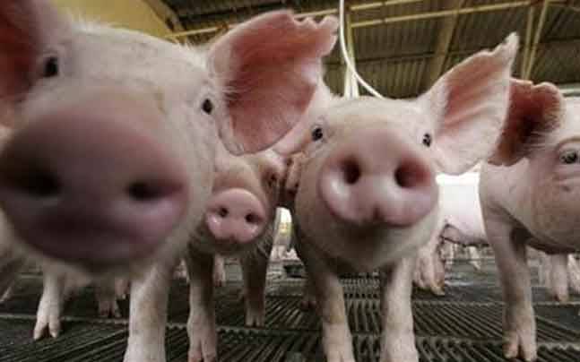 Humans could soon start getting organs from cloned pigs - India Today