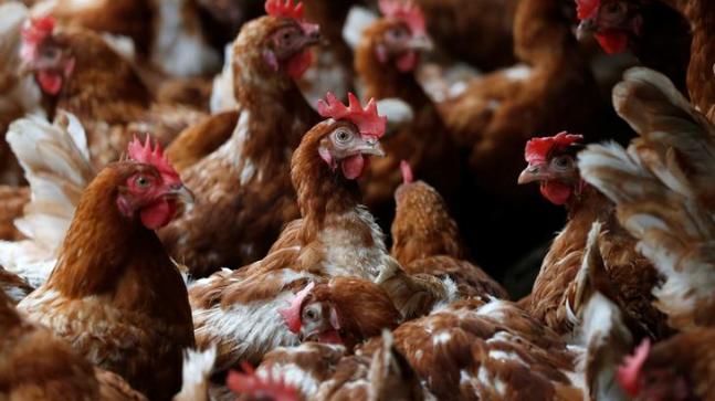 Chemicals used to freshen up rotten meat in West Bengal, say police ...