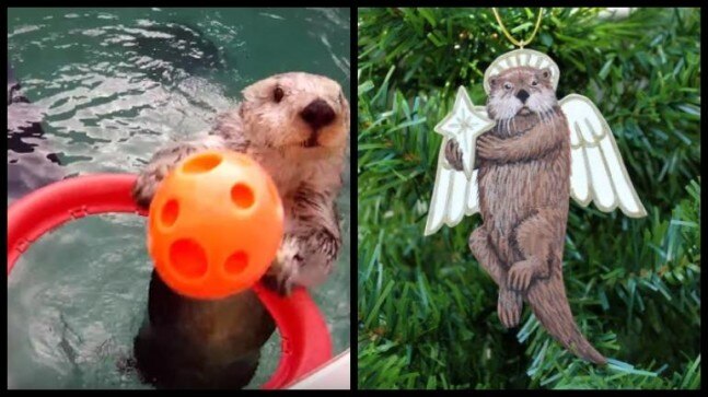 Goodbye, Dear Eddie: Internet bids a teary farewell to oldest sea otter ...
