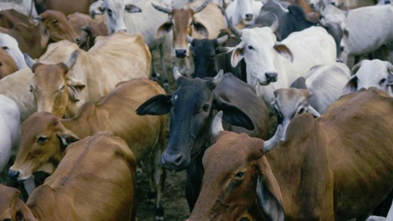 Cows, Cows Everywhere: UP Farmers Drive Students Out And Lock Cattle ...