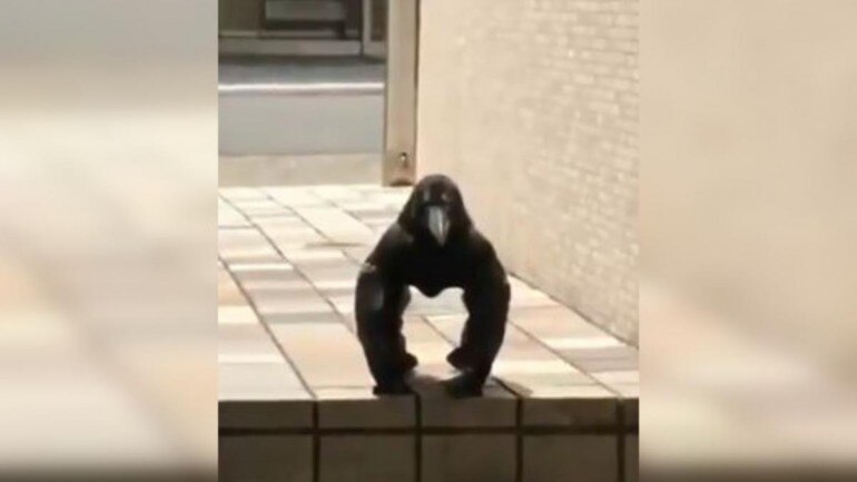Crow or gorilla? Scary viral video has Internet stumped. Can you solve ...