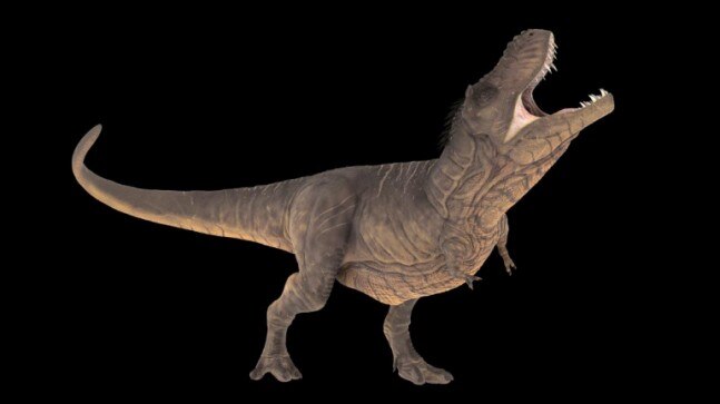 Tiny T. Rex not a new species but teenage dinos who didn't grow ...