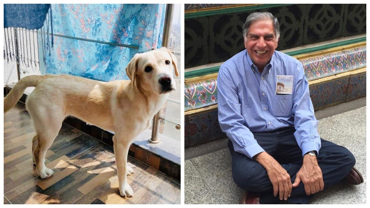 Ratan Tata posts emotional adoption appeal for 10-month-old dog ...