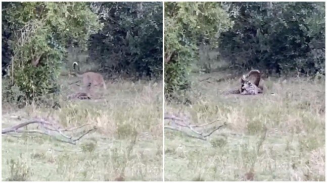 Leopard and python caught in a deadly battle in viral video. Guess who ...