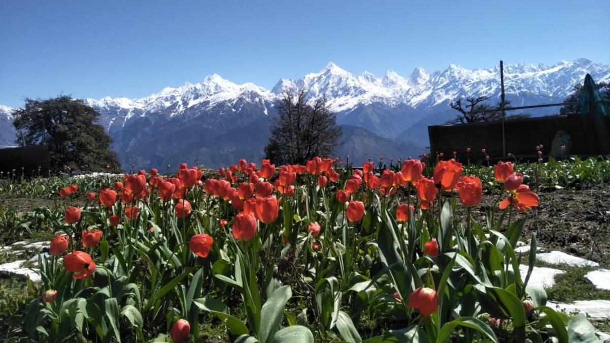Pics of Uttarakhand's stunning tulip garden with the backdrop of ...