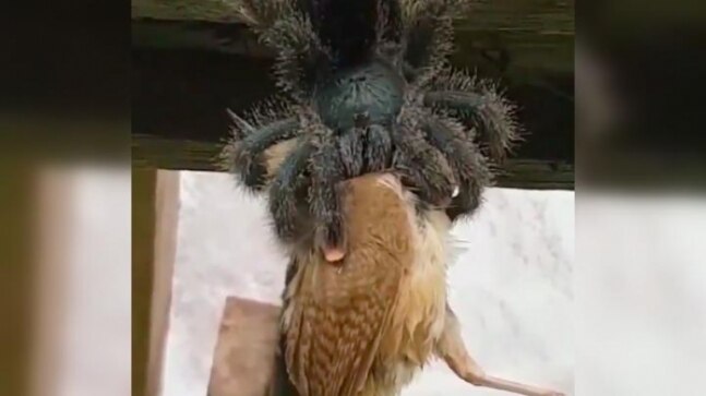 Ever seen a spider eating a bird? Viral video is giving netizens the ...