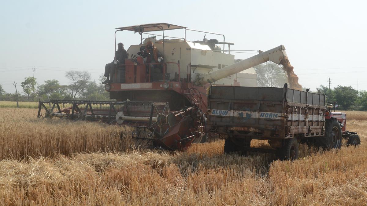Why Madhya Pradesh may lose No. 1 wheat procurer tag this year