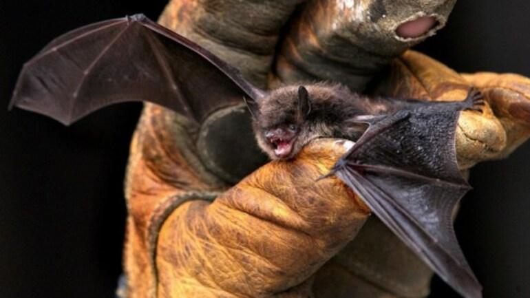 'Mini-Olympian' bat's record flight from Britain to Russia reveals more ...