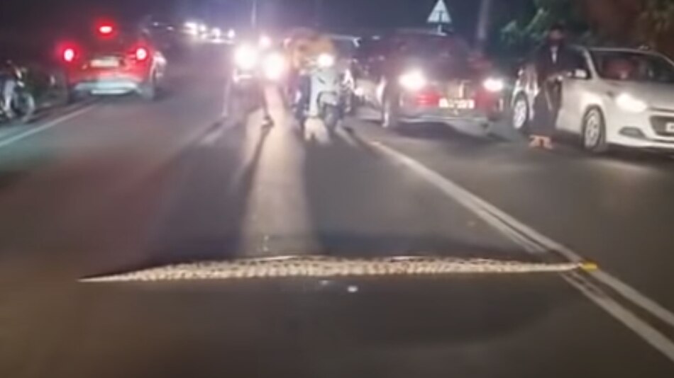 Huge python brings traffic to a standstill in Kochi| Watch - Kochi News ...