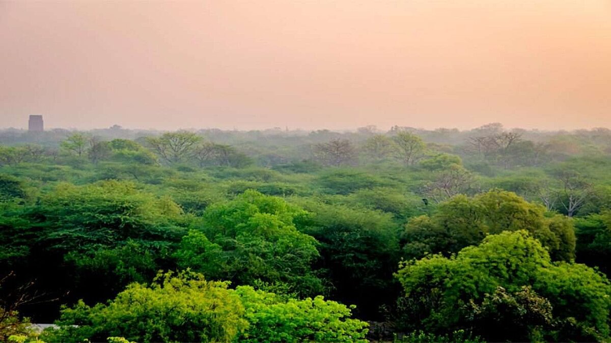 Delhi’s green area increased by over 5%; slight reduction in forest ...