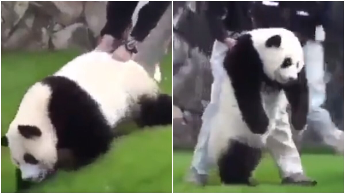 Panda perfectly captures everyone’s Monday mood in adorable video. So ...