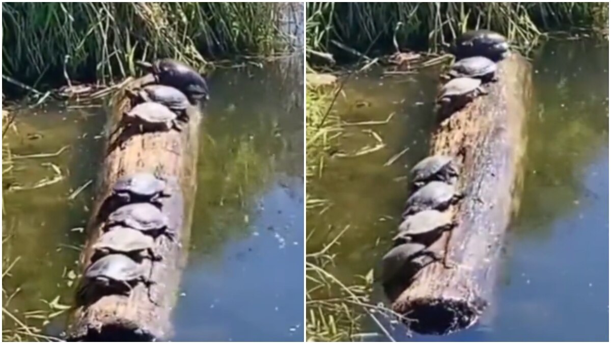 Viral video of seven turtles balancing themselves on a log has 8 ...