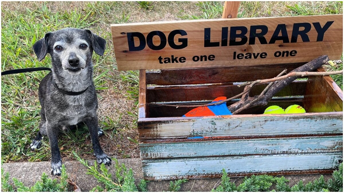Ever wondered how a library for dogs will look like? Adorable viral ...