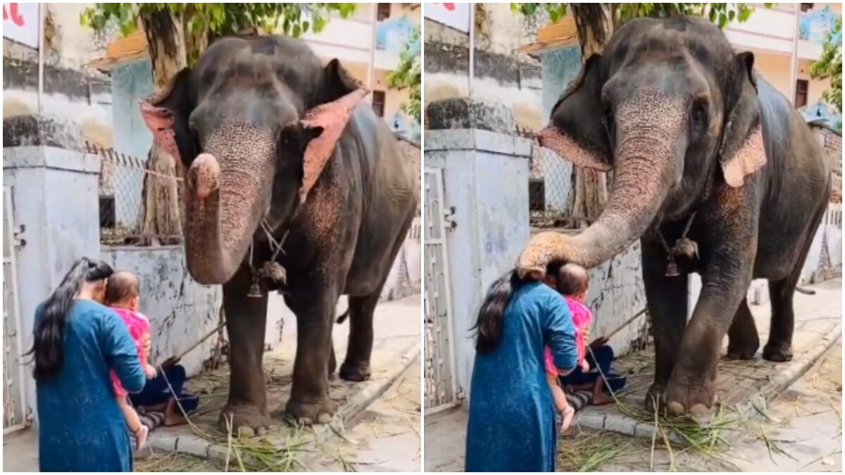 On Ganesh Chaturthi, IPS officer shares video showing elephant blessing ...