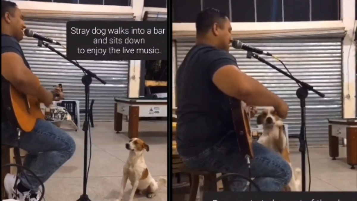 Stray dog listens to live music at a bar. You won’t believe what ...