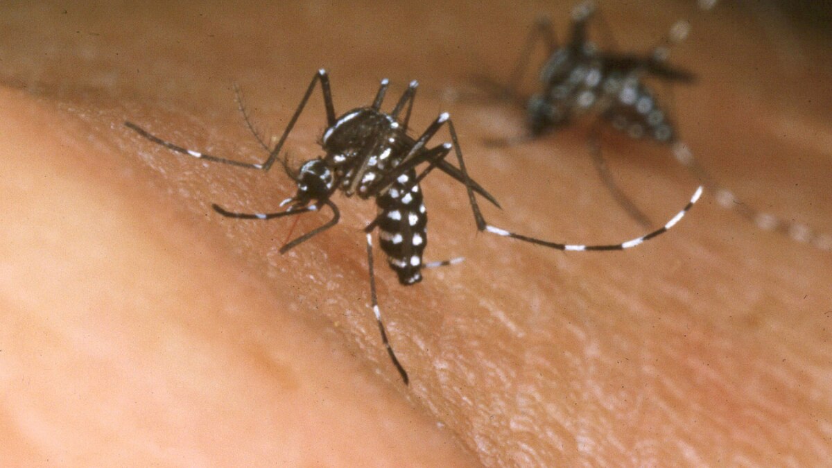 What precautions to take to avoid dengue? - India Today