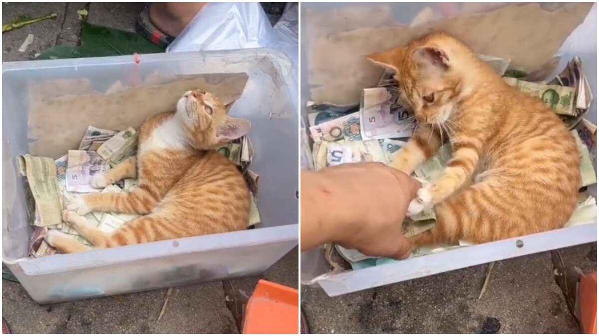 Netizens are in love with this viral video of a ‘strict’ cashier cat ...
