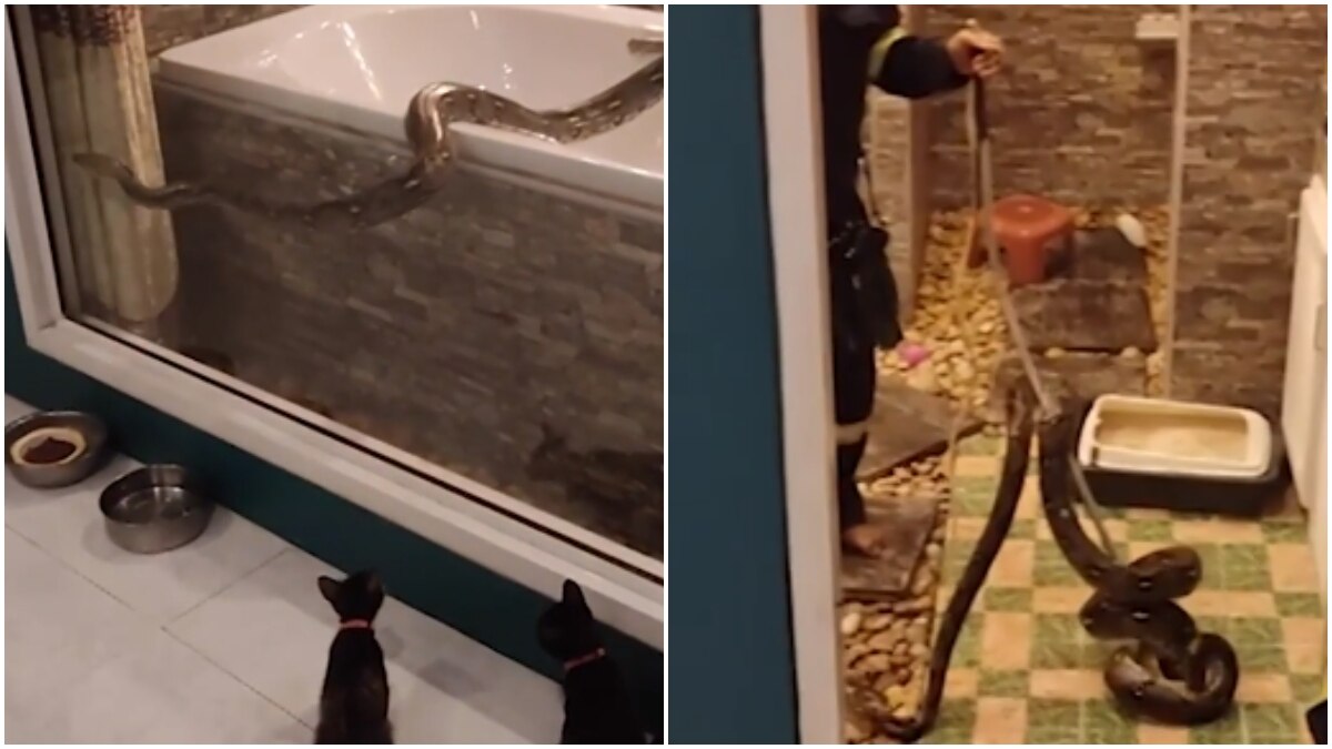 12-ft-long python slithers into woman’s bathroom. But netizens are ...