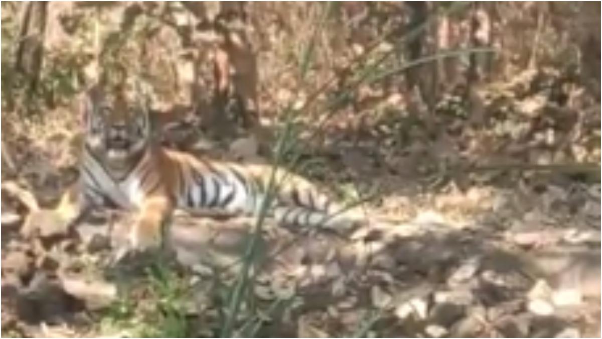 IFS officer shares video of majestic tiger spotted outside a forest ...