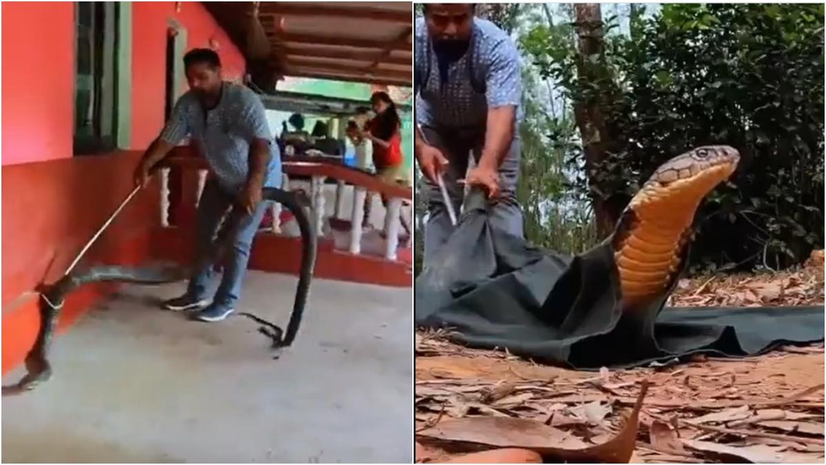 IFS officer shares video of man rescuing king cobra and releasing it ...
