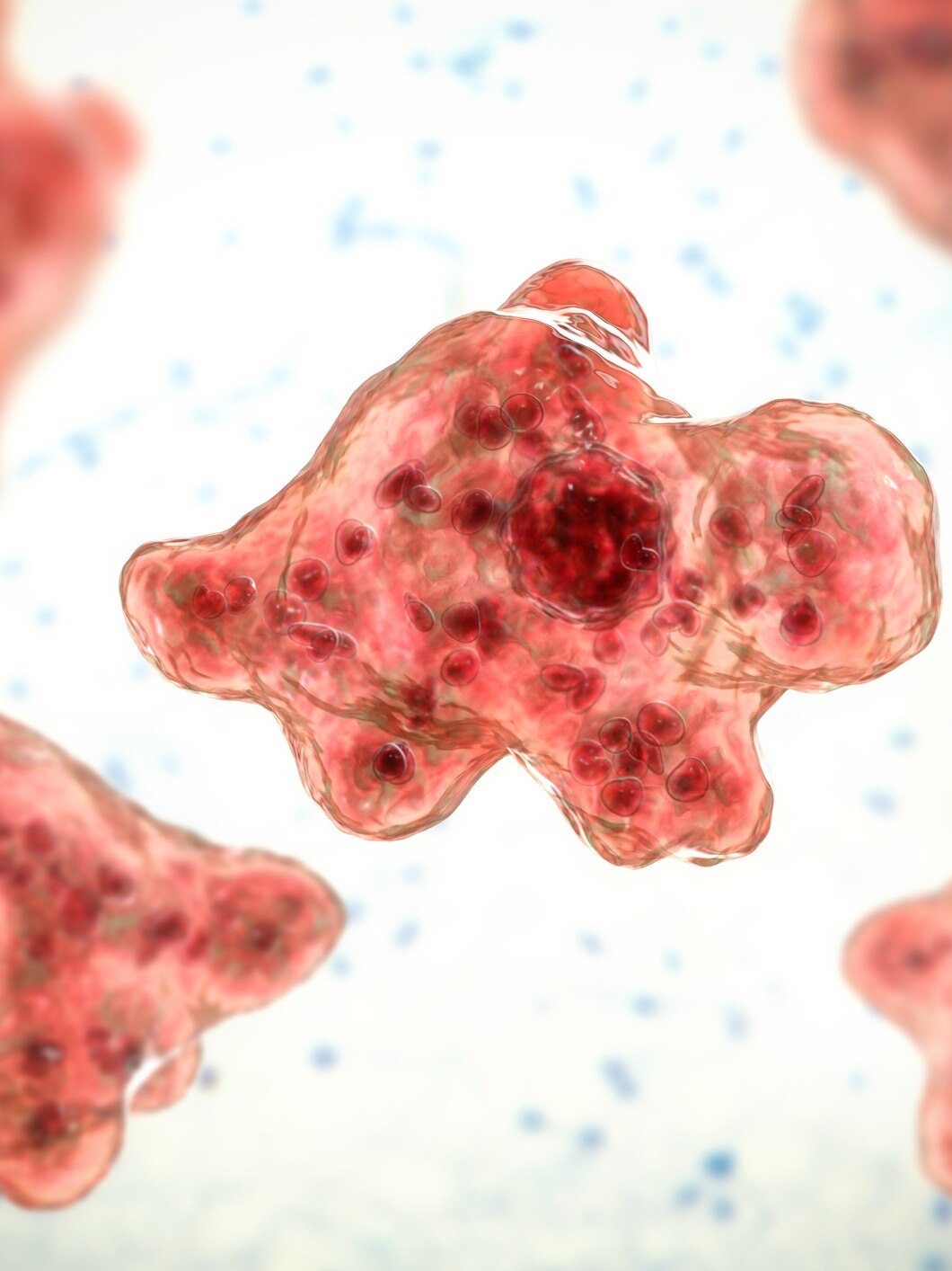 Naegleria Fowleri Amoeba Or Brain Eating Amoeba Infection Israelis