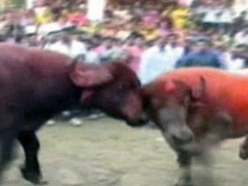Pleasing the Gods with bull fights! - India Today