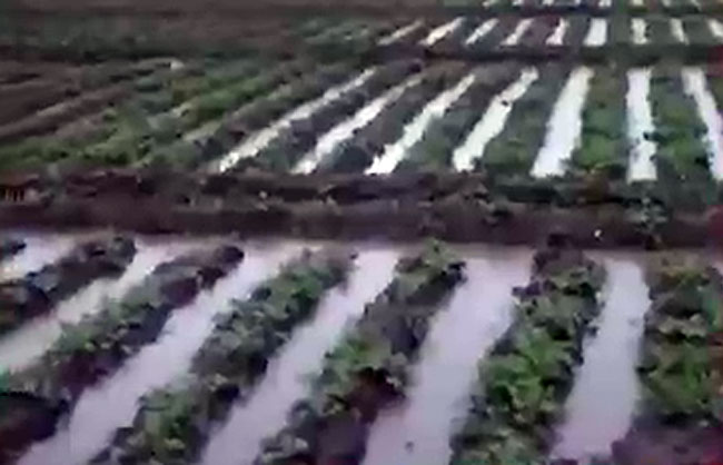 Heavy rain, hailstorm destroys crops in north, west India - India Today